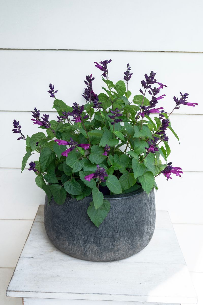 Plant Growers Australia - Salvia Lavish